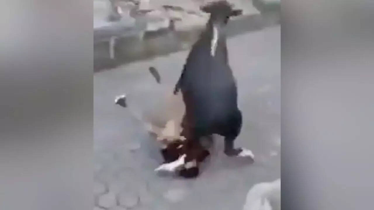 Bull tramples man and attacks him mercilessly in viral video - Watch ...