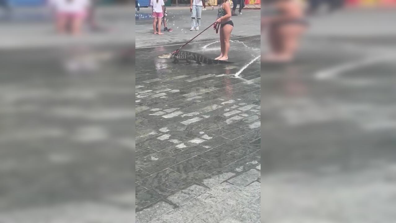 Viral video: Girl walks alligator on a leash at Love Park in US | Times Now