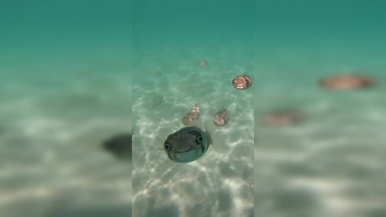 9 million views for video showing school of puffer fish 'smiling' at camera