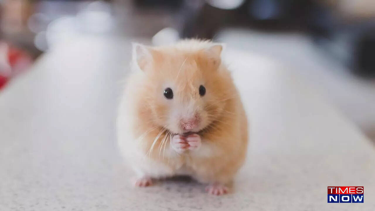 Genes reprogrammed: China creates world’s first man-made mammals ...
