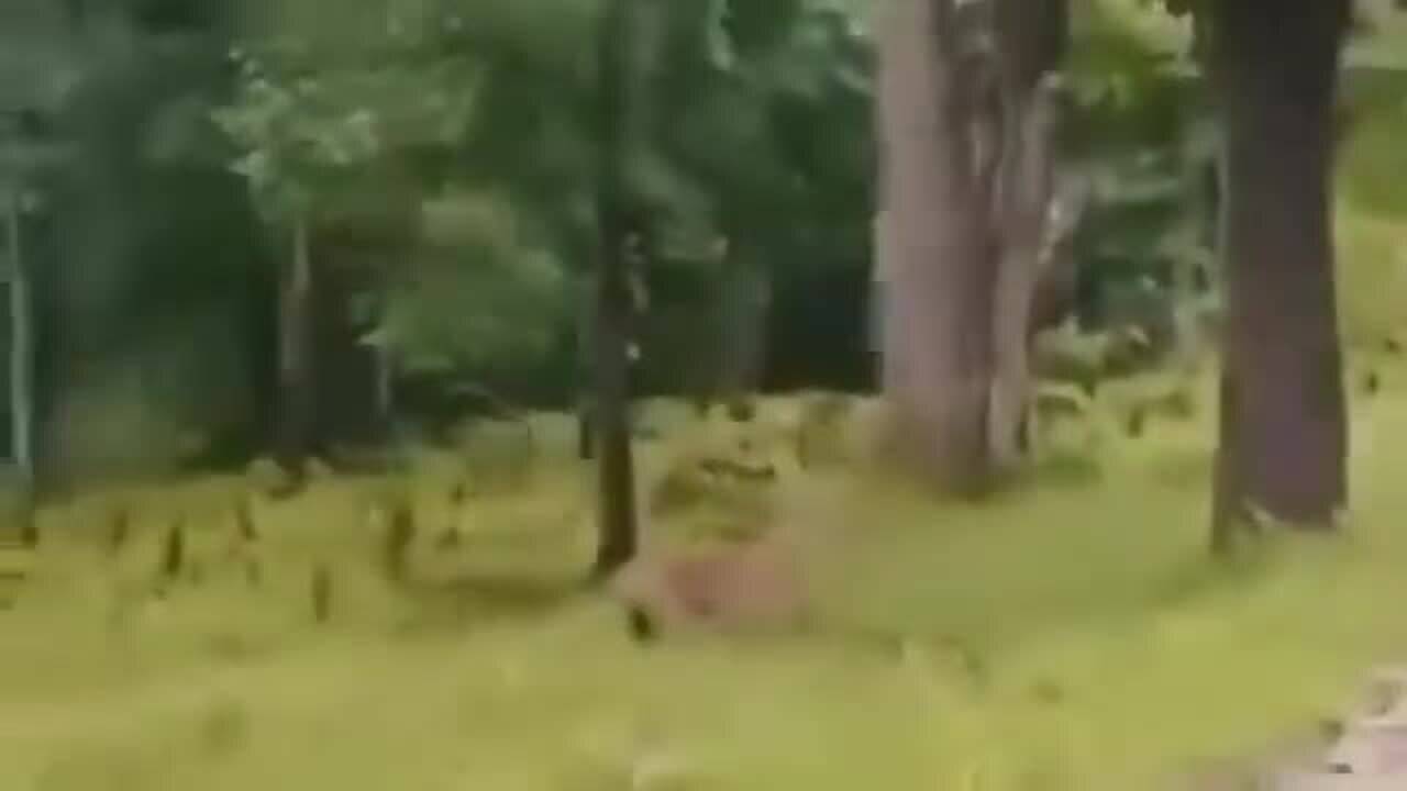 IFS official shares clip to show a tiger's unusual behaviour when ...