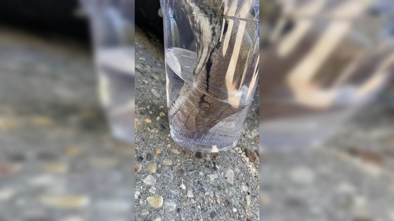 Snake drinks water from cup like 'one big straw', clip leaves netizens ...