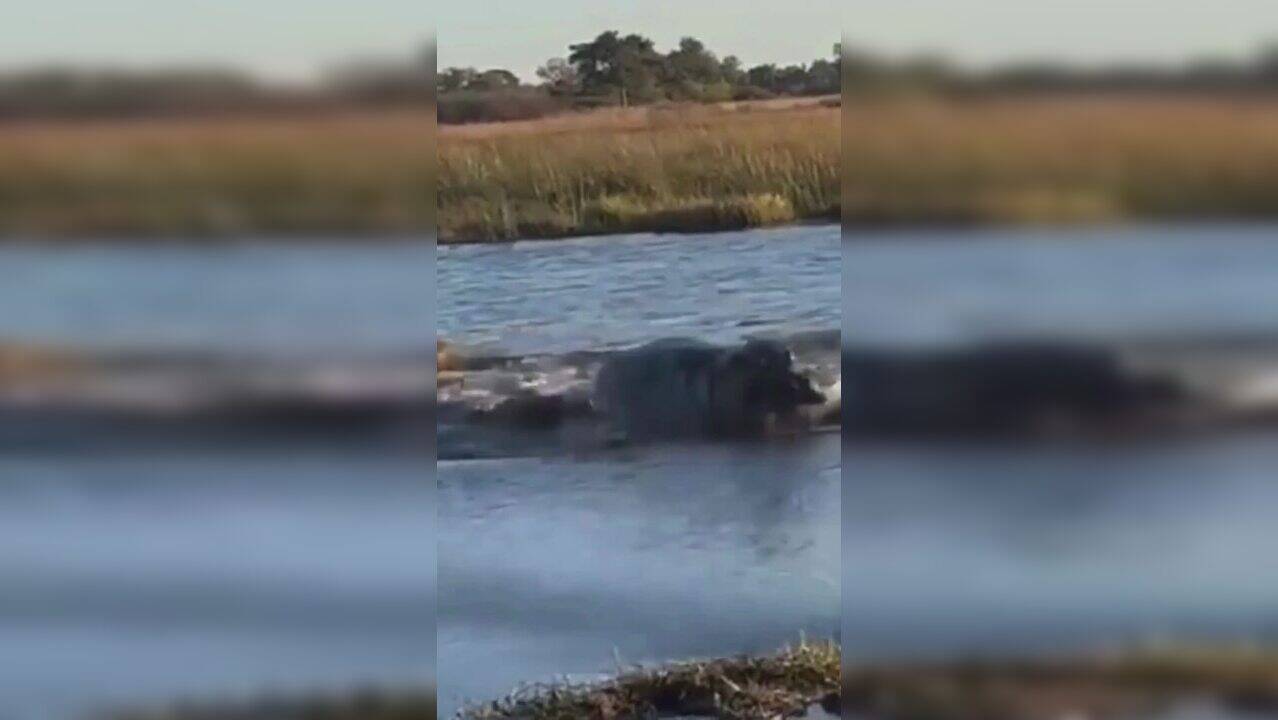 Viral Video: Hippo fights 2 lions in water - who will win? | Times Now