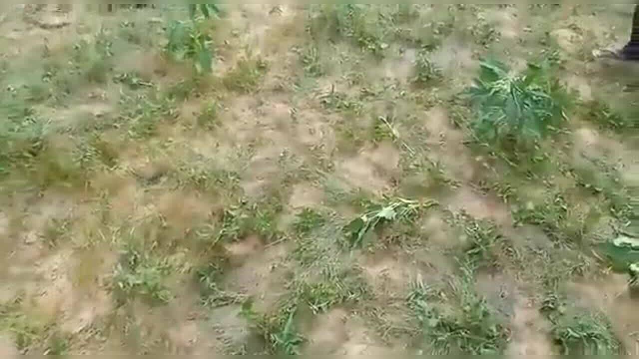 Viral video: Giant python swallows jackal in UP's Sitapur, regurgitates ...