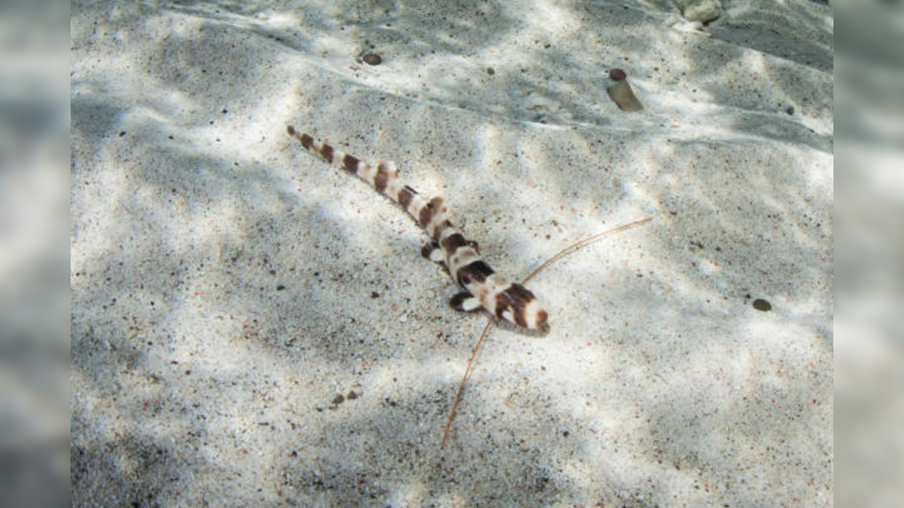 Rare shark species filmed 'walking' on beach for 'first time in history ...