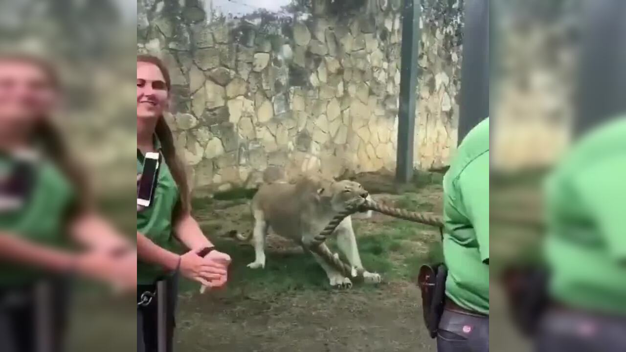 When three pro wrestlers couldn't beat a lioness in a tug-of-war; old ...