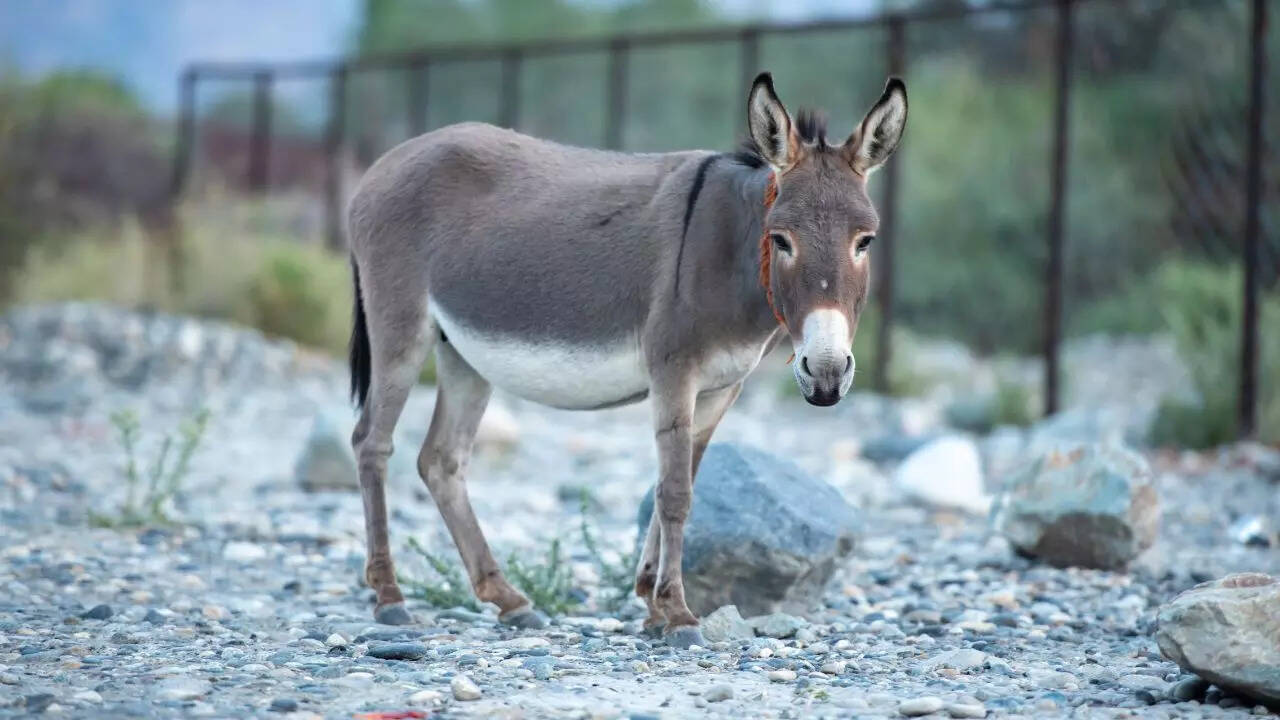 Donkey domestication happened 7,000 years ago in Africa: DNA study ...