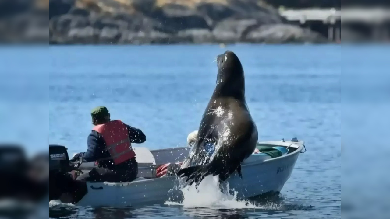 800-pound sea lion jumps onto boat in bid to escape killer whales ...