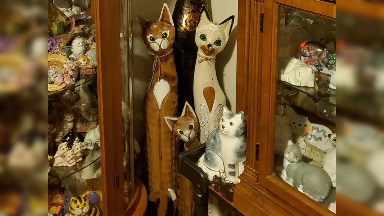 Mewseum: US couple turns house into cat museum with over 13,000 ...