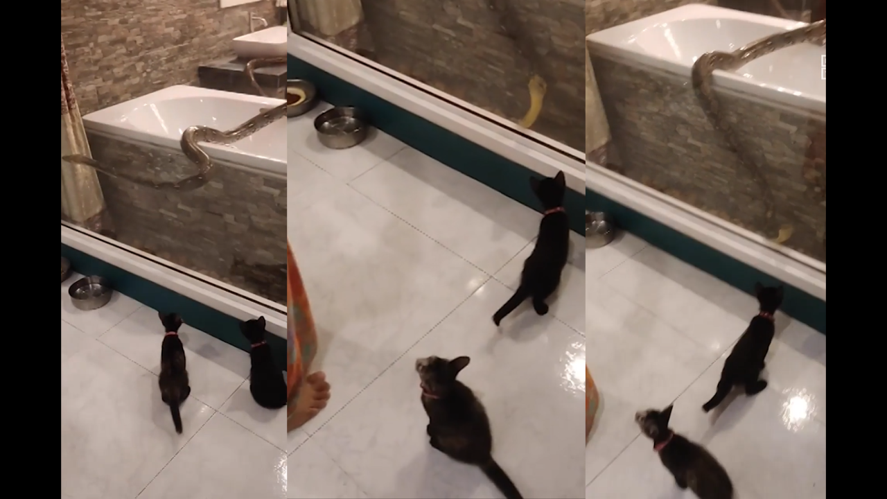 Viral video: 12-foot python slithers in bathroom in Thailand, stares at ...