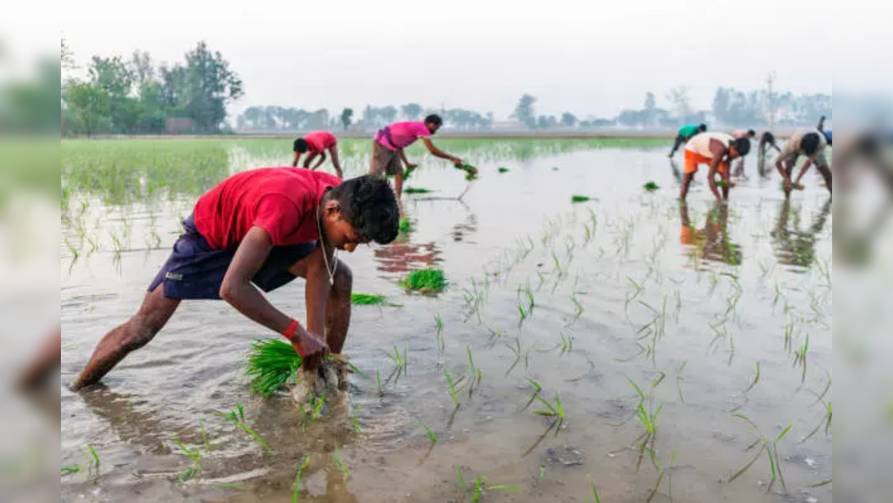 India restricts rice export - What led to the decision and how it ...
