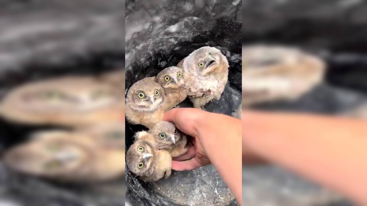 'Coolest job in the world': Wildlife photographer releases baby owls in ...