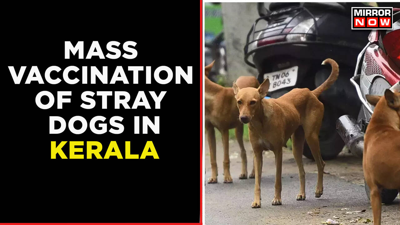 Kerala Government Announces Mass Vaccination Of Stray Dogs Amidst ...