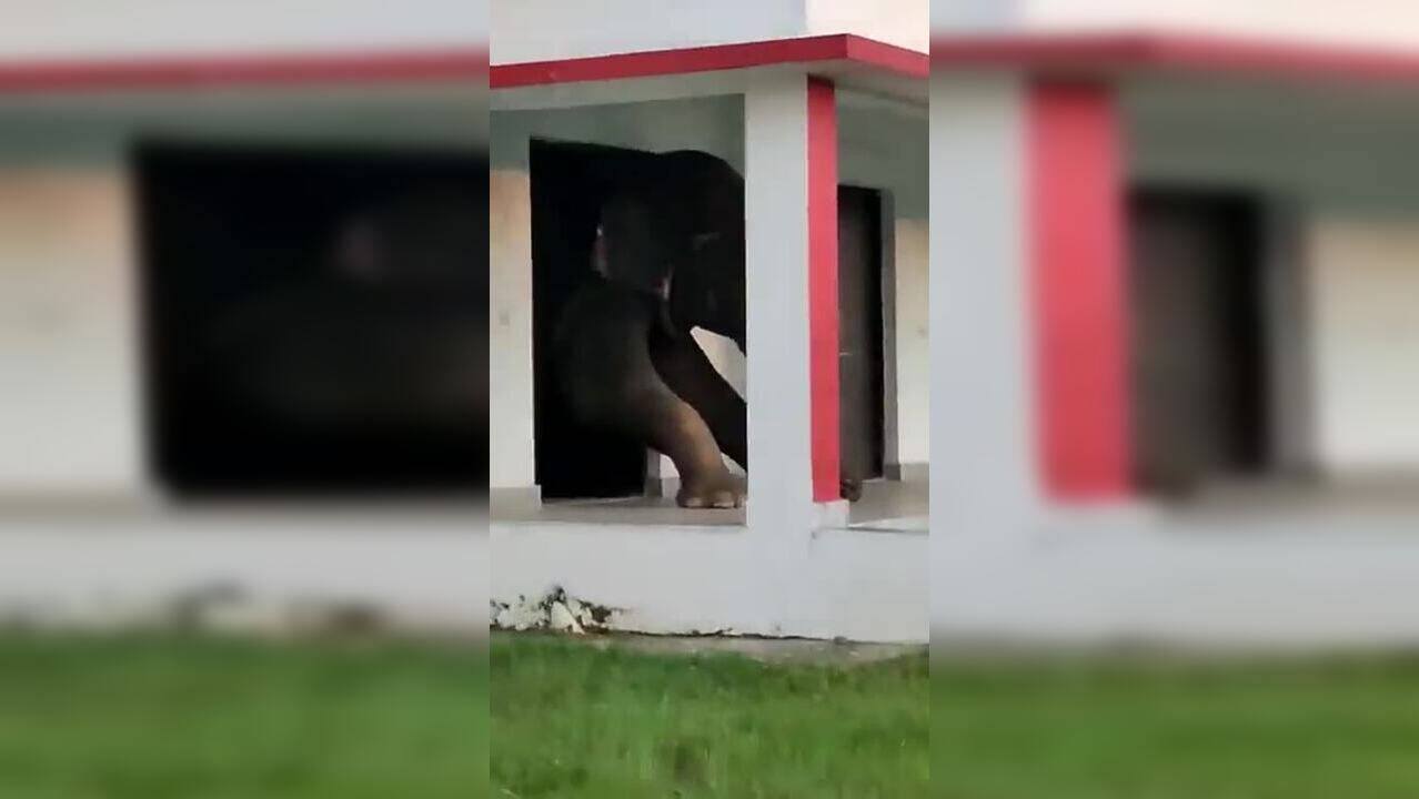 Viral: Gentle elephant impishly exits human home after enjoying a ...