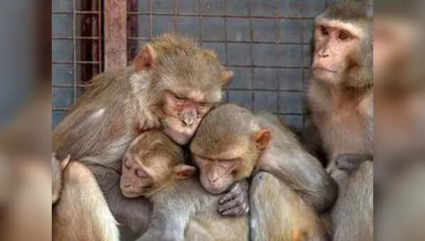 Hyderabad: Monkey menace in the city puts GHMC in a difficult spot ...