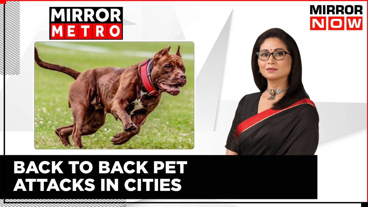 Pet Dog Attacks In Cities | Culling Stray Dogs The Only Way? | Mirror ...