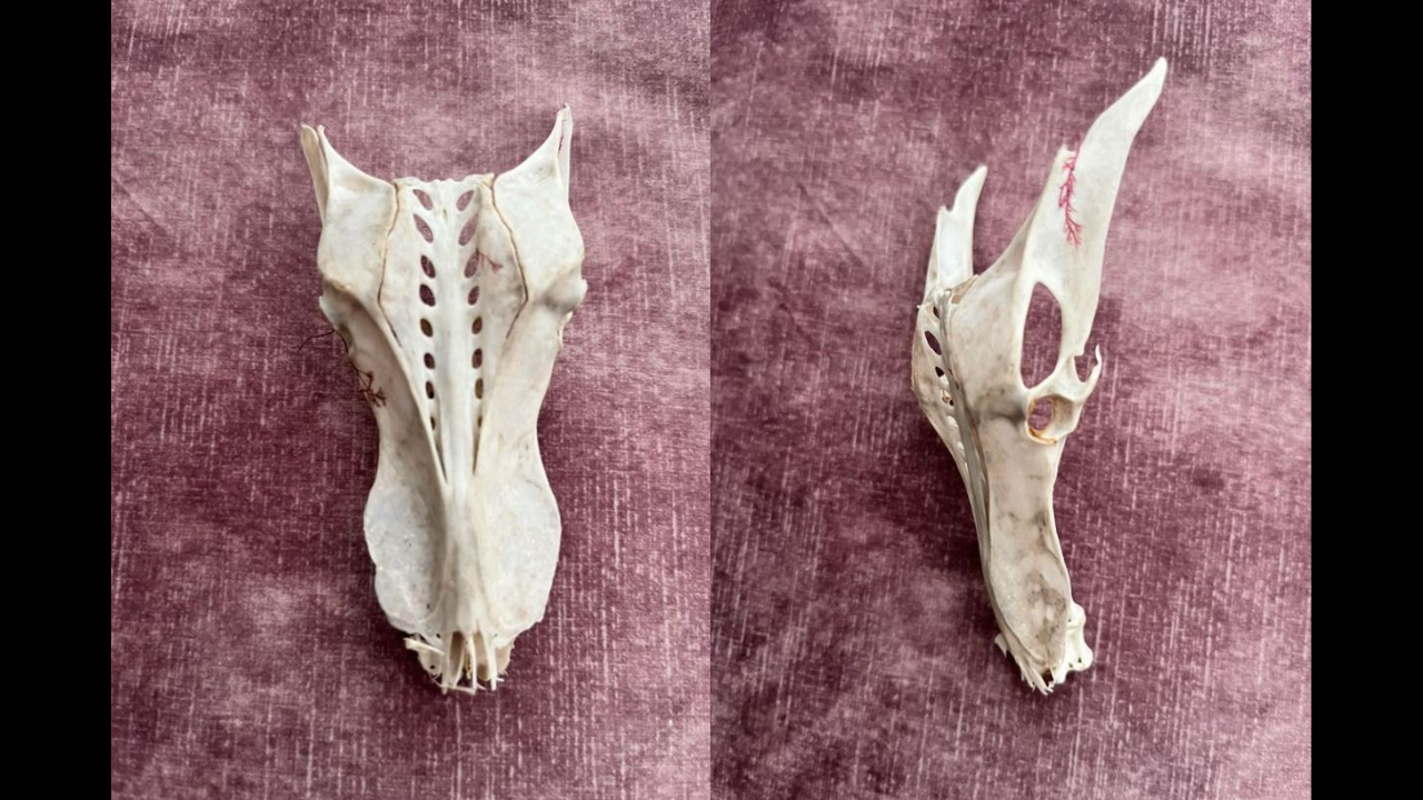 Mysterious 'dragon skull' found in sand on UK beach | Viral News, Times Now