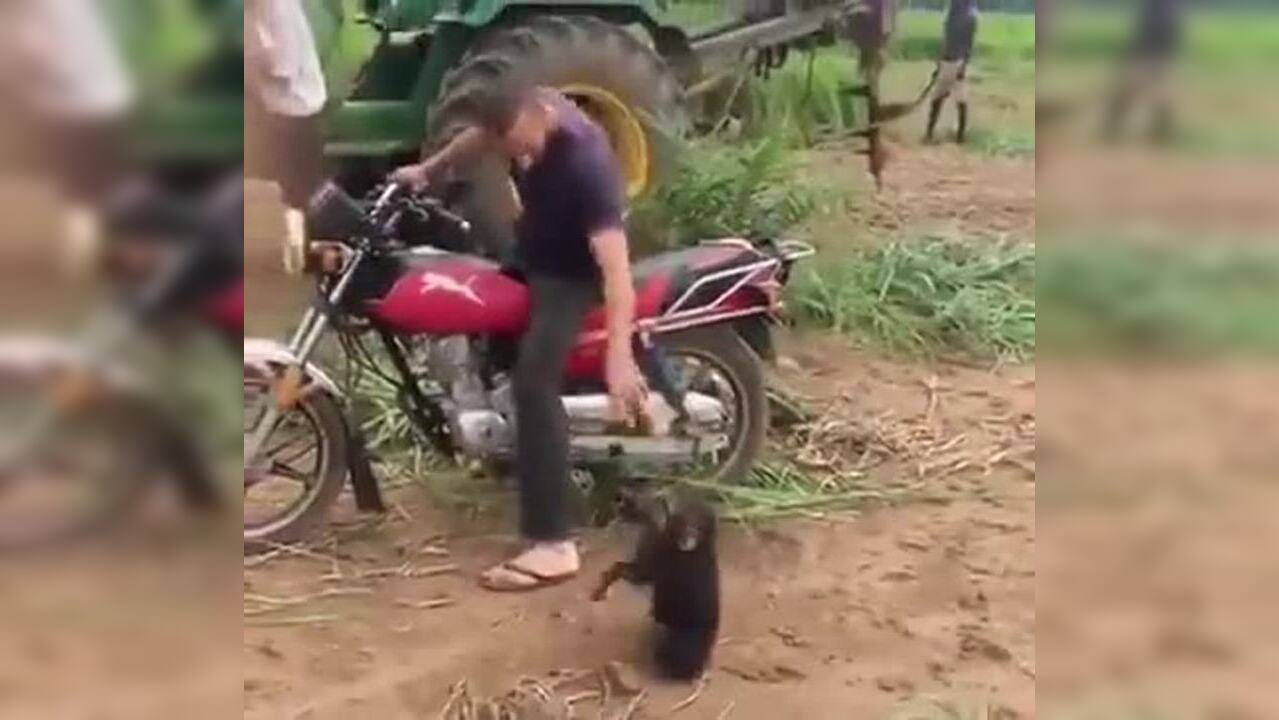 Ever seen a monkey throwing a loud tantrum to ride a motorcycle? Watch ...