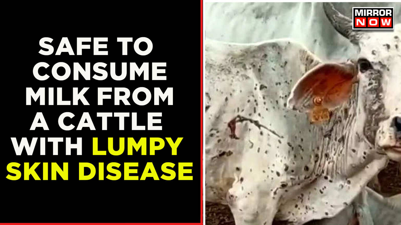 Safe To Consume Milk From A Cattle With Lumpy Skin Disease, Says Expert ...