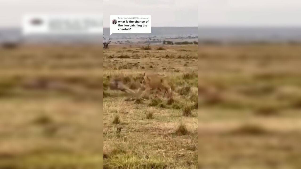 Viral video: Lioness snatches prey from a cheetah, internet in shock ...