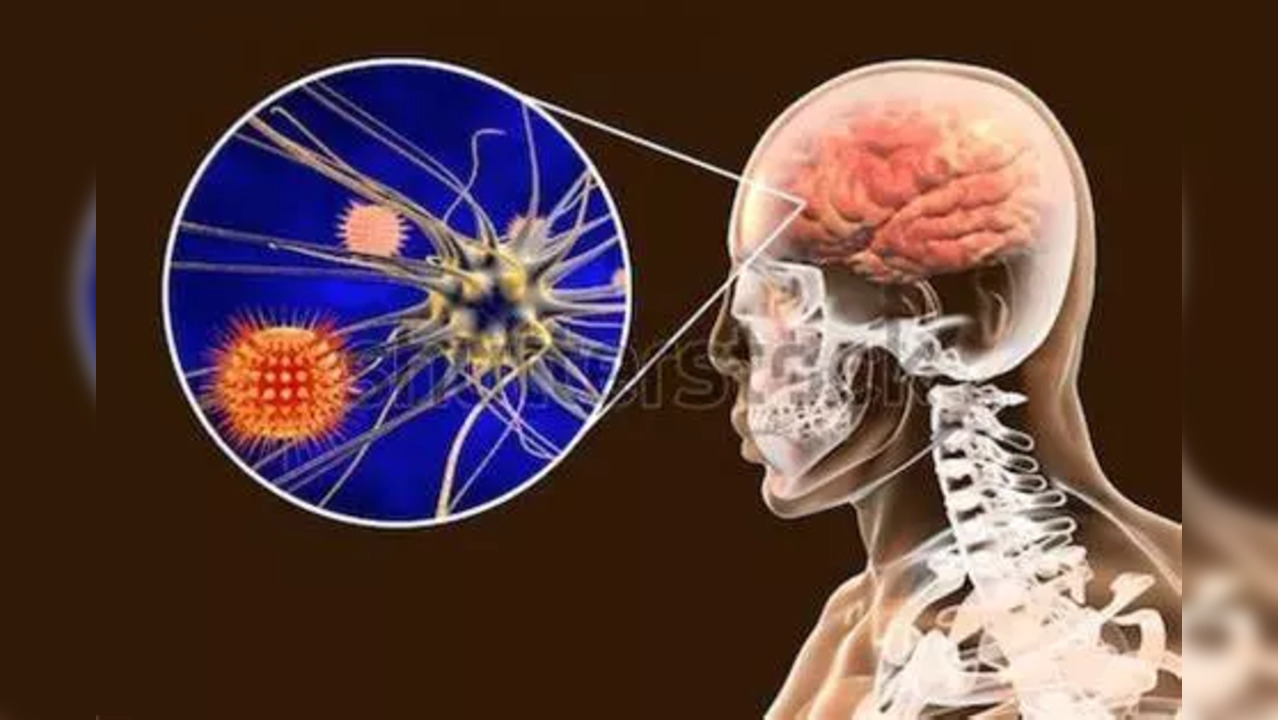 Meningitis-causing fungal cells undergo change in human body to help ...