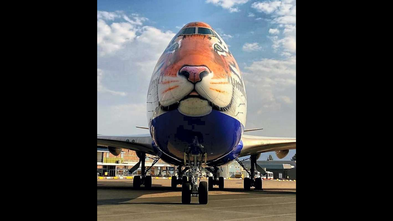 Specially customised tiger-faced B747 jumbo jet to bring 8 cheetahs ...