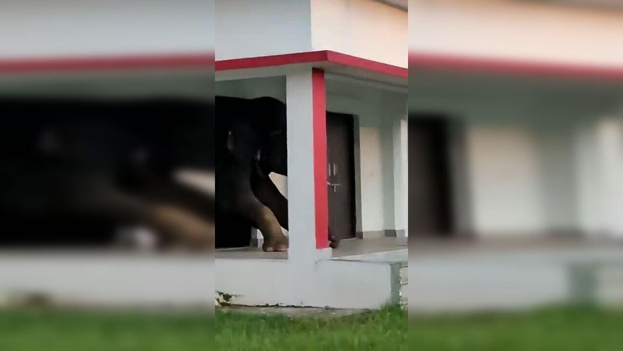 Elephant gets stuck in building, viral video shows its 'zor laga ke ...