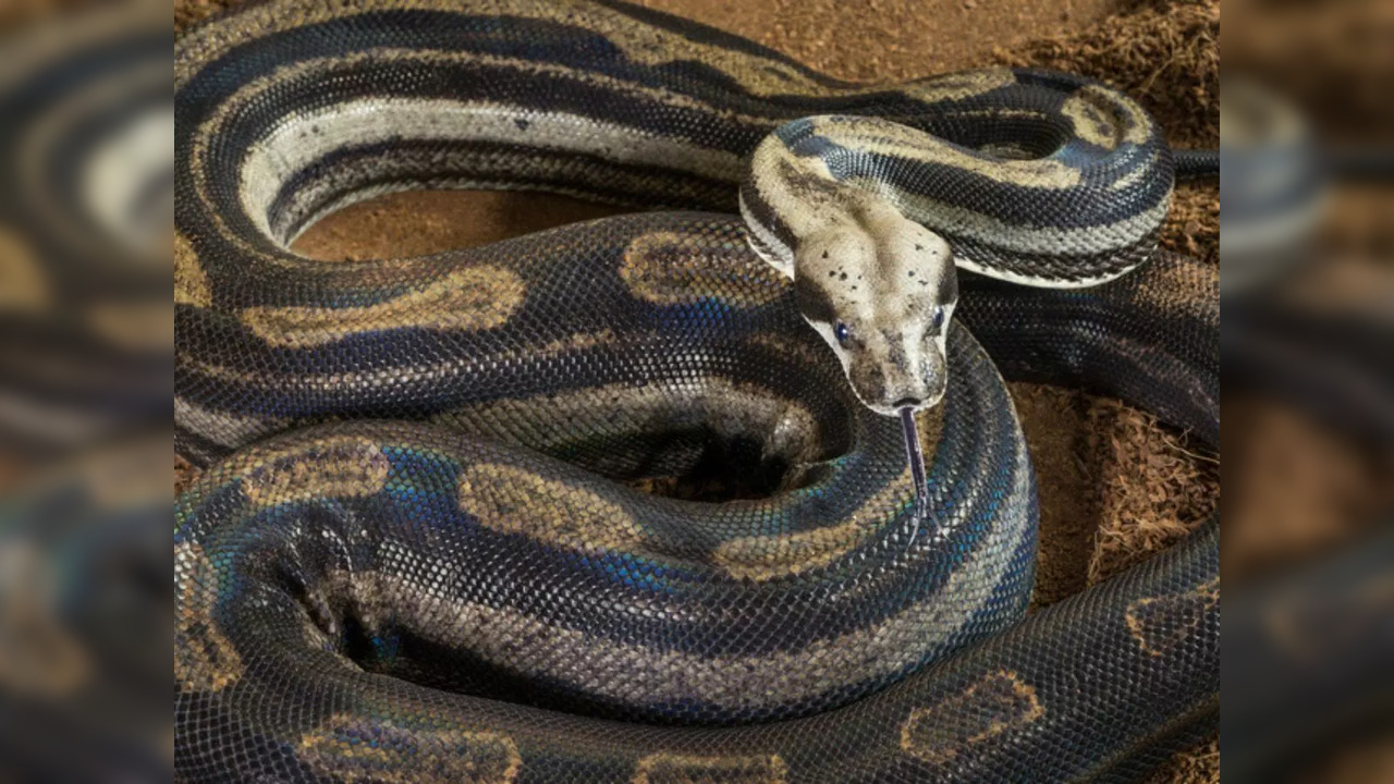 Snake owner offers Rs 16,000 reward for returning loose 6-foot boa ...