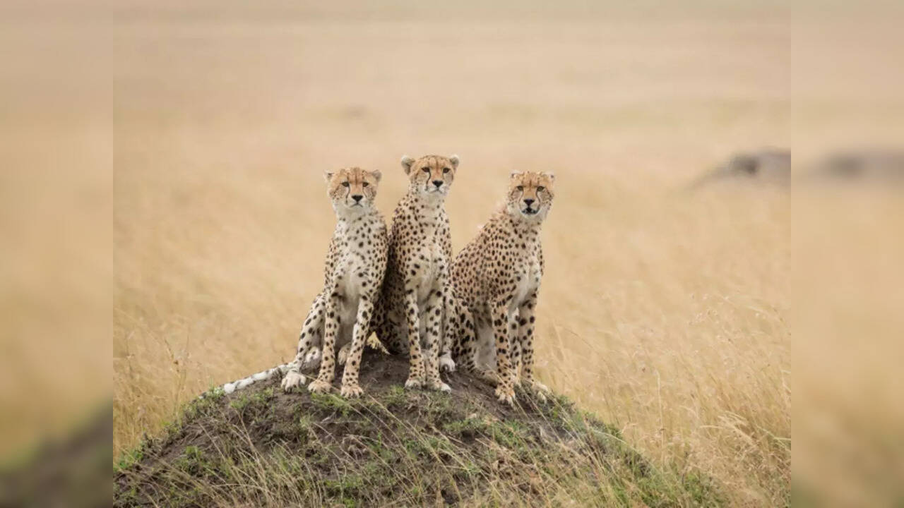 Rescued female, brothers who 'hunt as team' among 8 cheetahs coming to ...