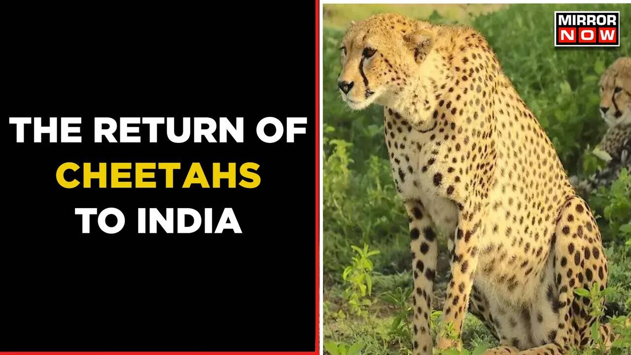Stage Set For Return Of Cheetahs | 70 Years After They Went Extinct In ...