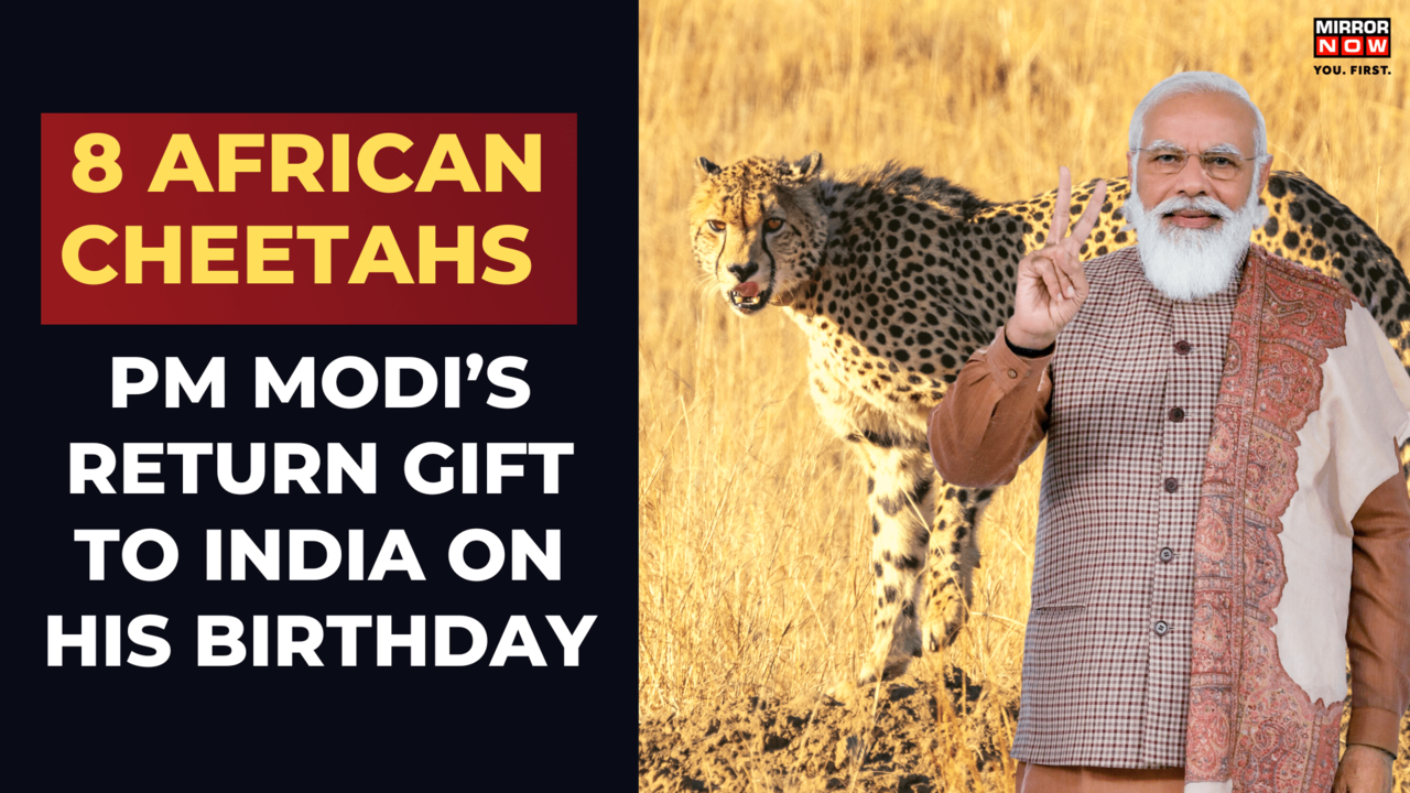Cheetah in India | Cheetahs Returns to India after 70 Years on PM Modi ...