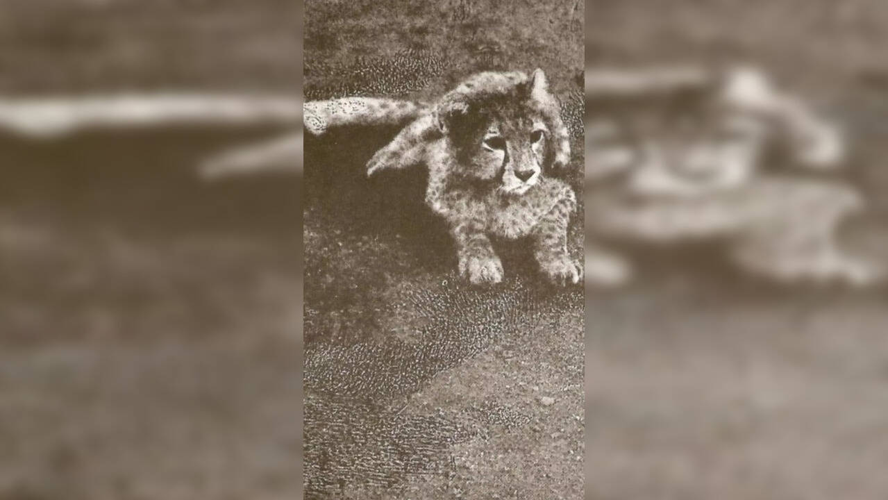 Extinct animals of India: Species wiped out since the 17th century