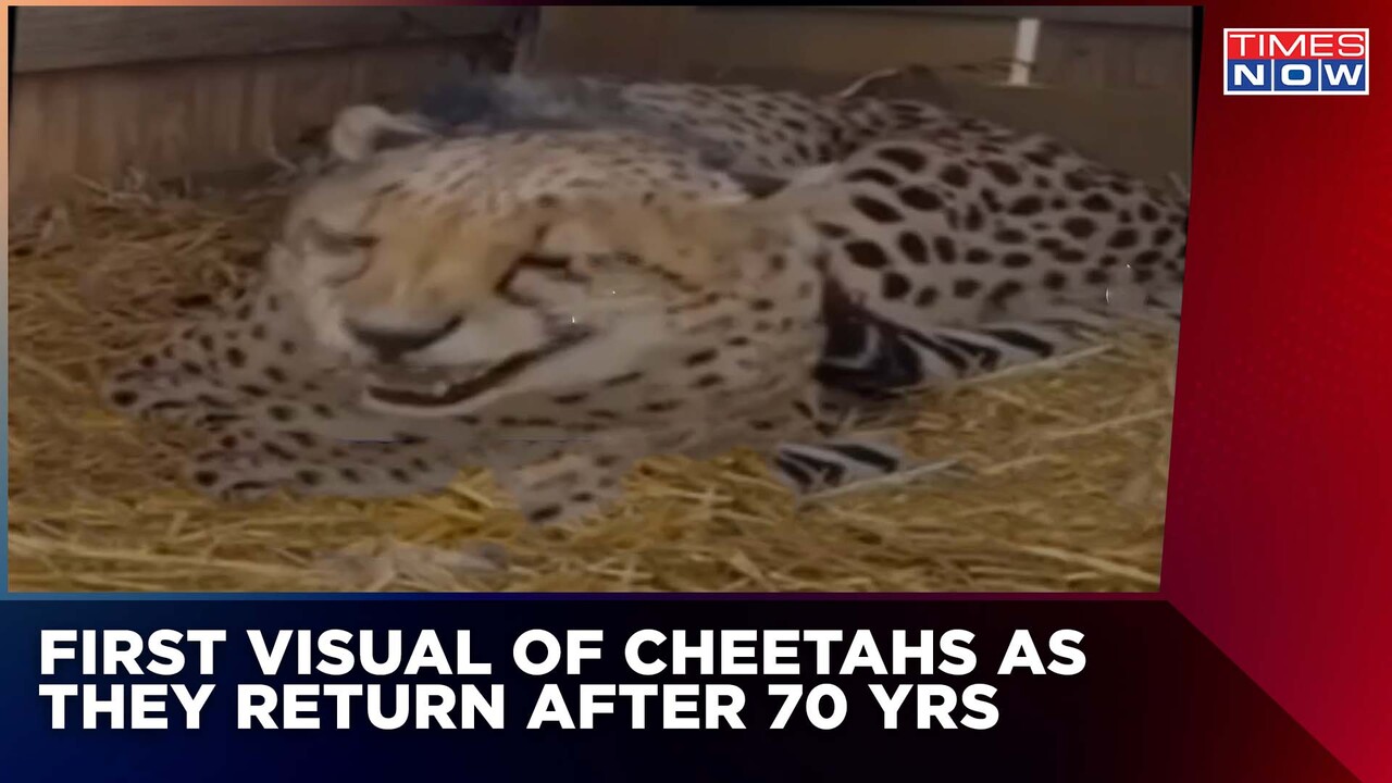 Here Is The First Visual Of Cheetahs As They Return To India After 70 ...