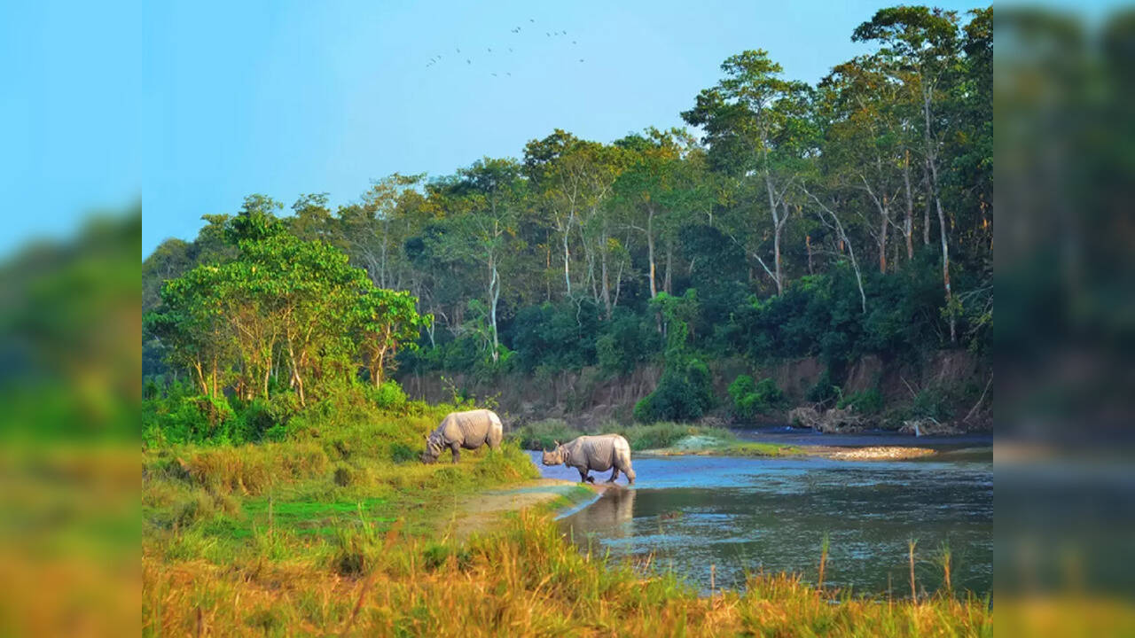 Explained-How PM Modi's government’s efforts to conserve wildlife brought great results | Times Now