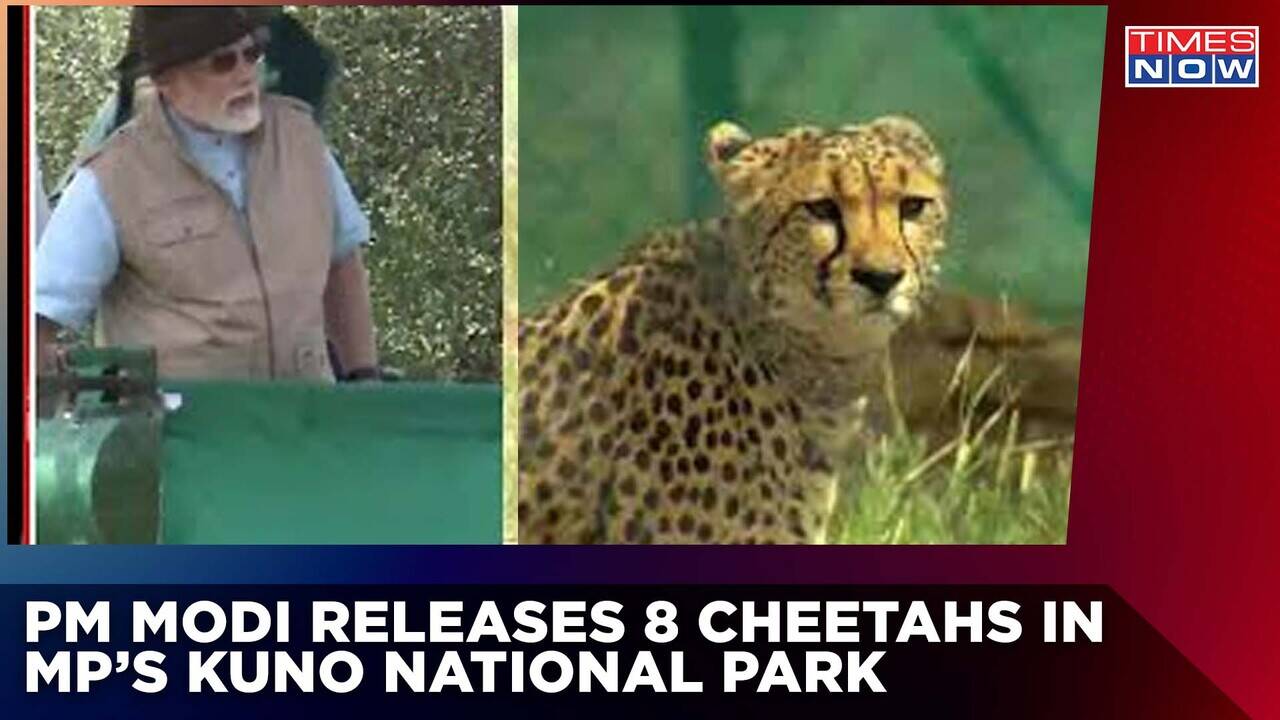 PM Narendra Modi Released Cheetahs At Kuno National Park In Madhya ...