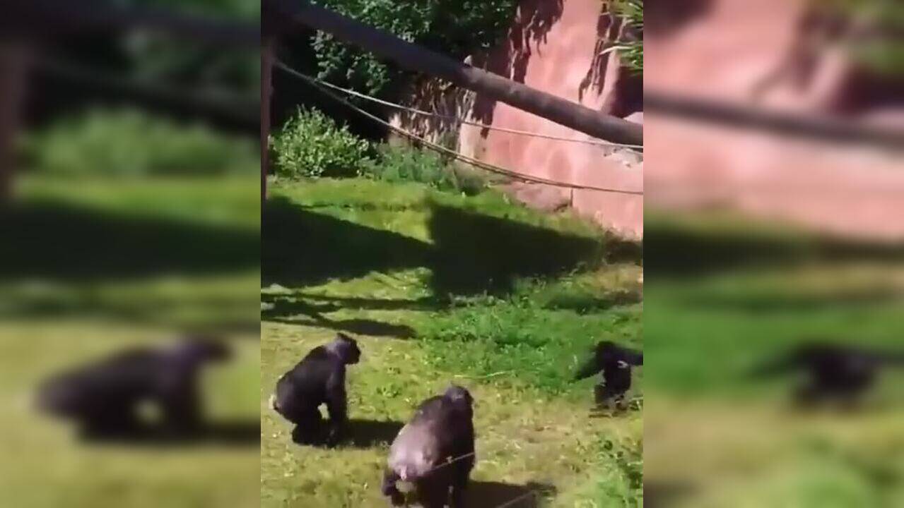 Viral video: Chimpanzees running away from a snake leaves the internet ...