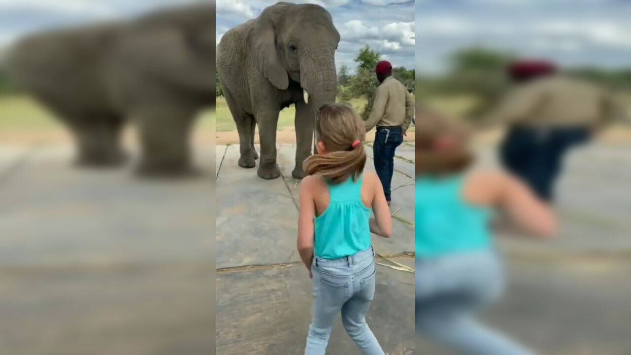 Girl dances in front of elephant; gentle giant mimics her in the most ...