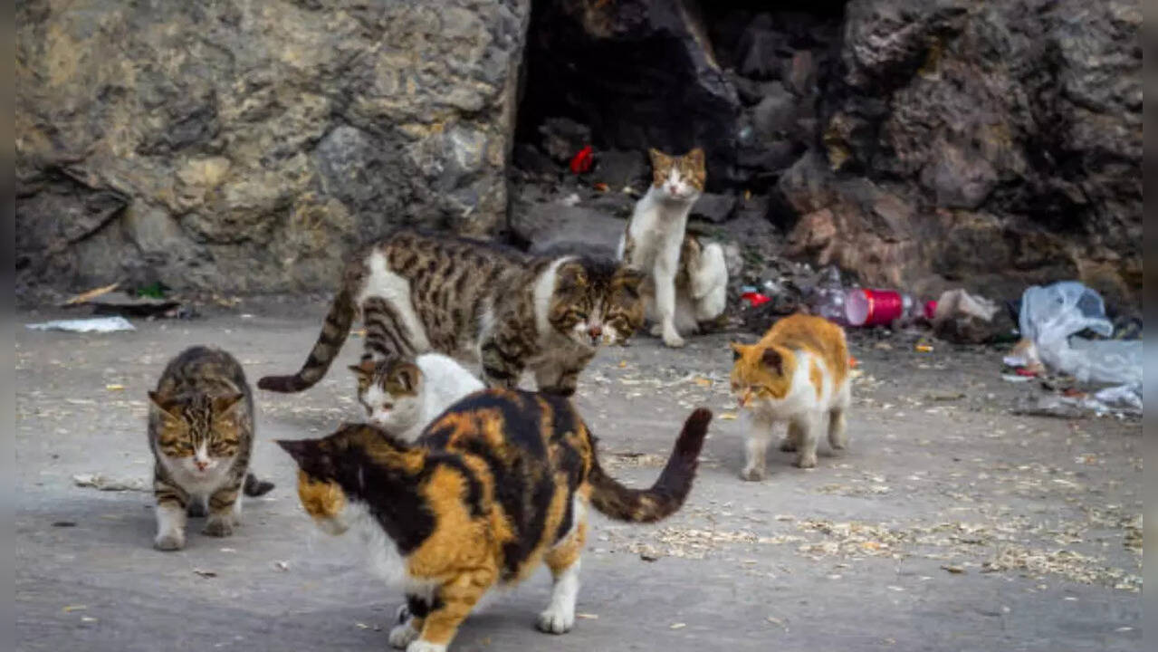 Cat population grows up in Mumbai; BMC invites agencies to help ...