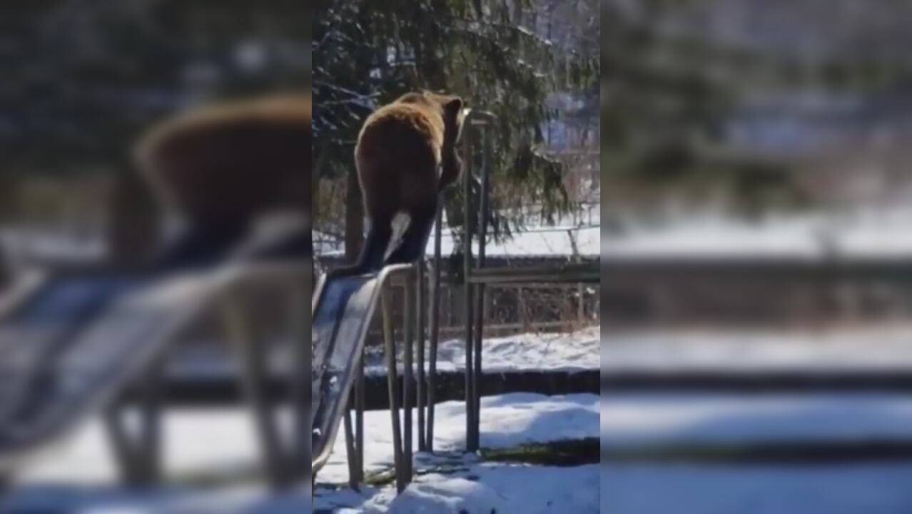 Viral video: Giant bear plays on a slide, internet in shock