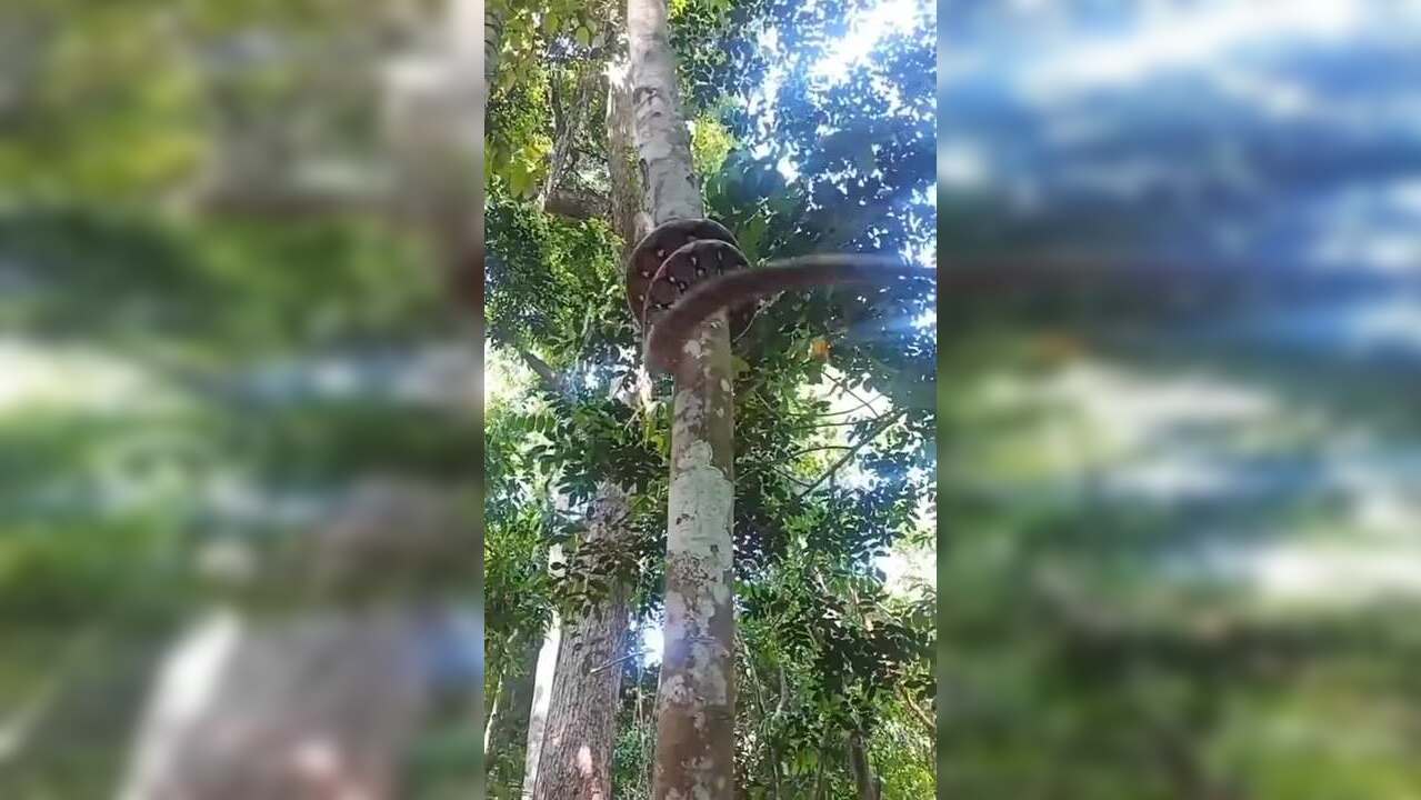 Viral video of python climbing tree stuns half a crore people | Times Now