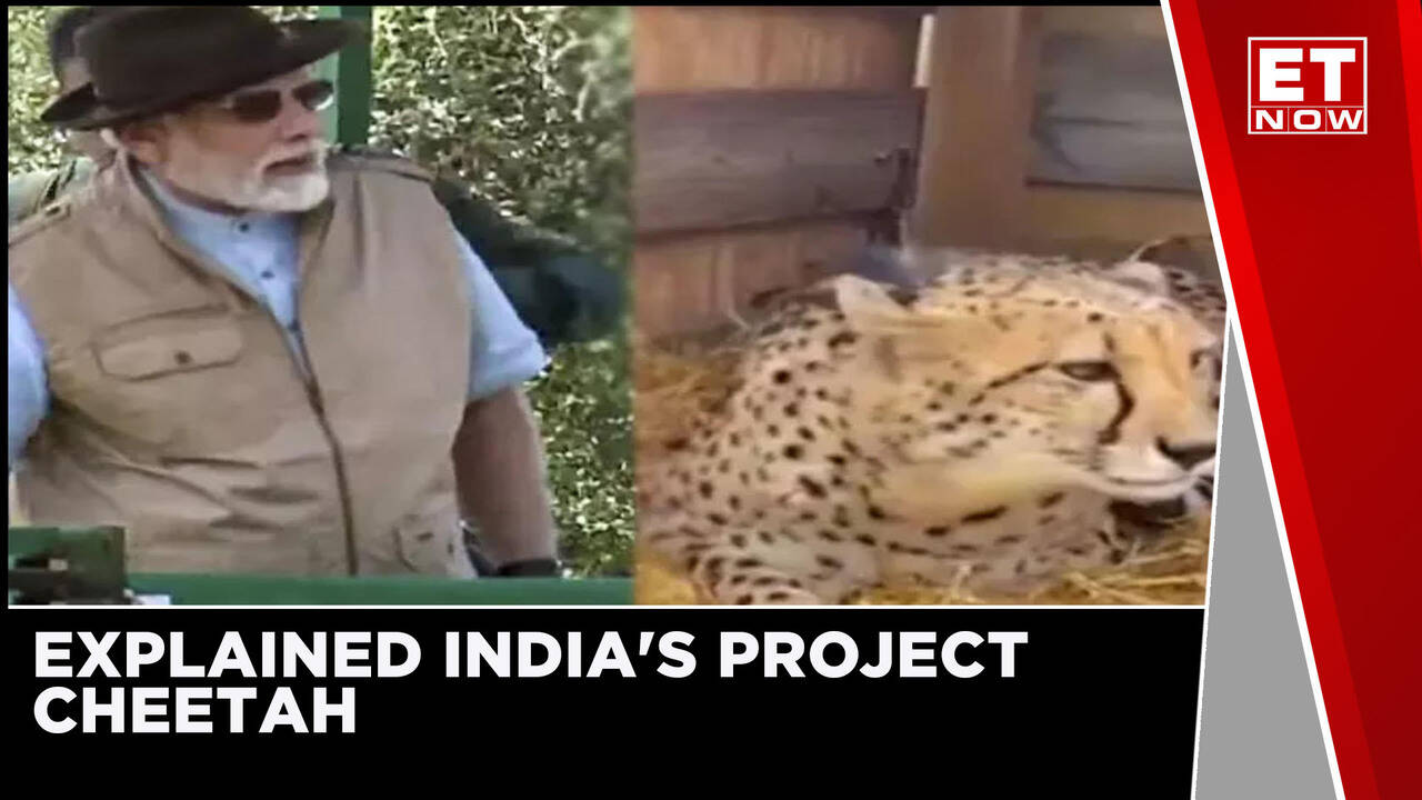 Explained India's Project Cheetah, How India Got 8 Cheetah's After 70 ...