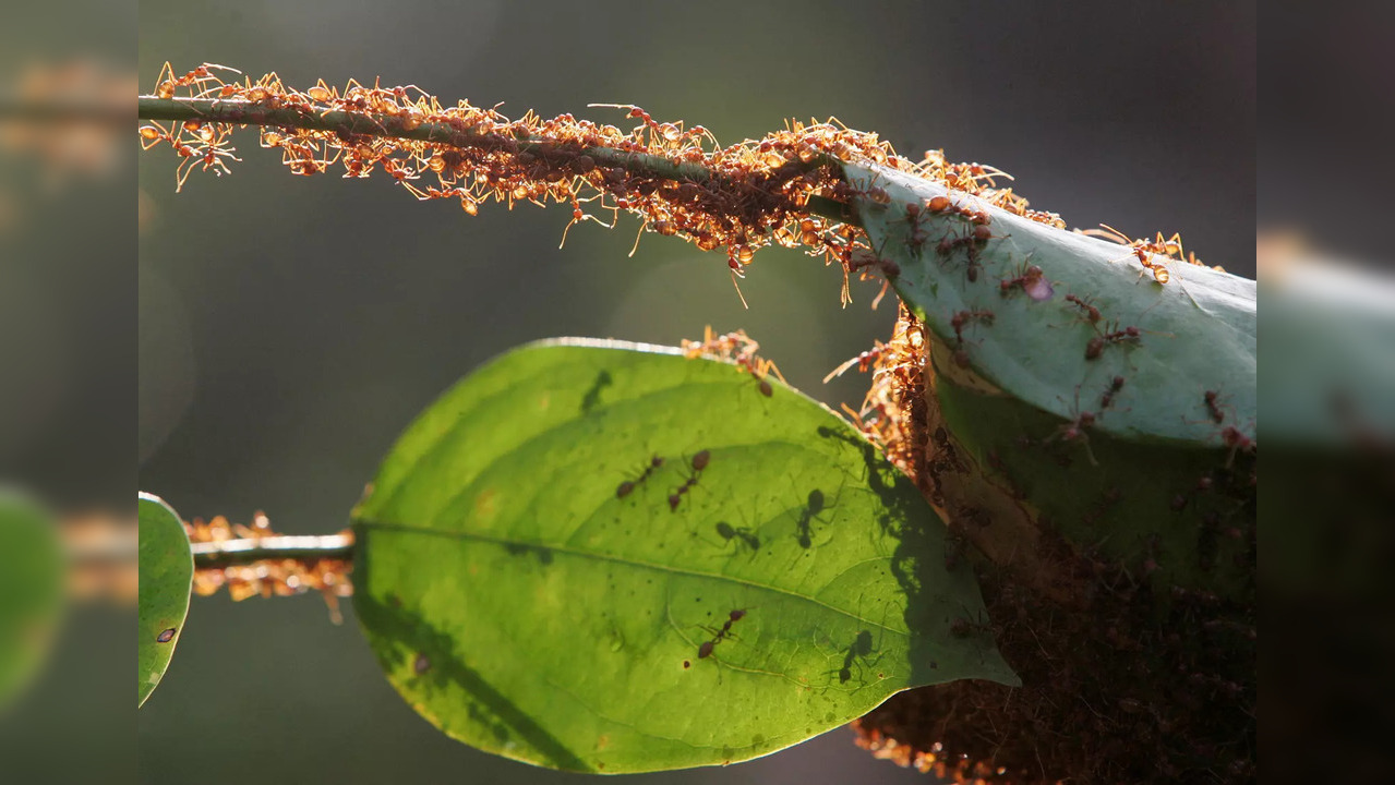 Study finds there are 2.5 million ants per human on Earth, with a ...