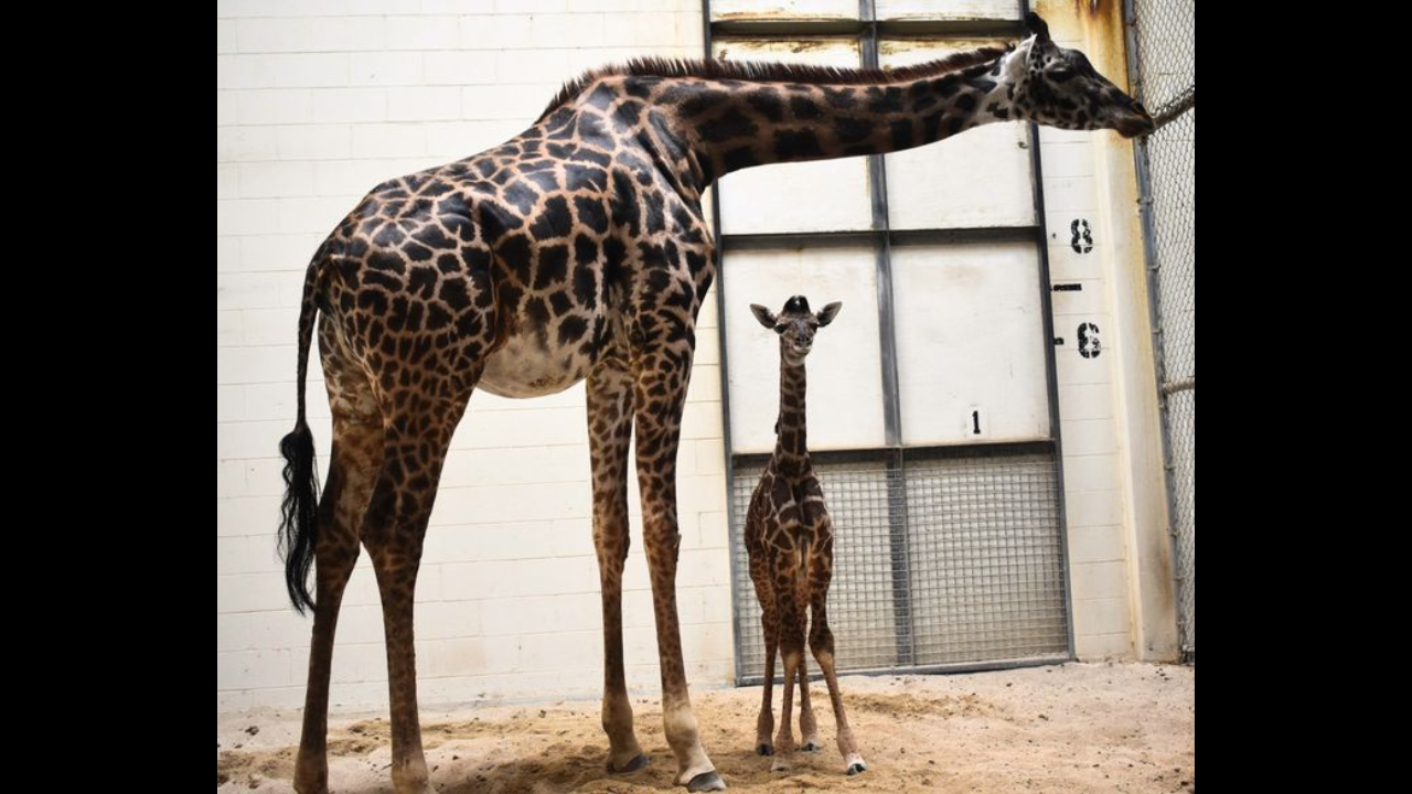 Giraffe unexpectedly gives birth in front of visitors at Virginia Zoo ...