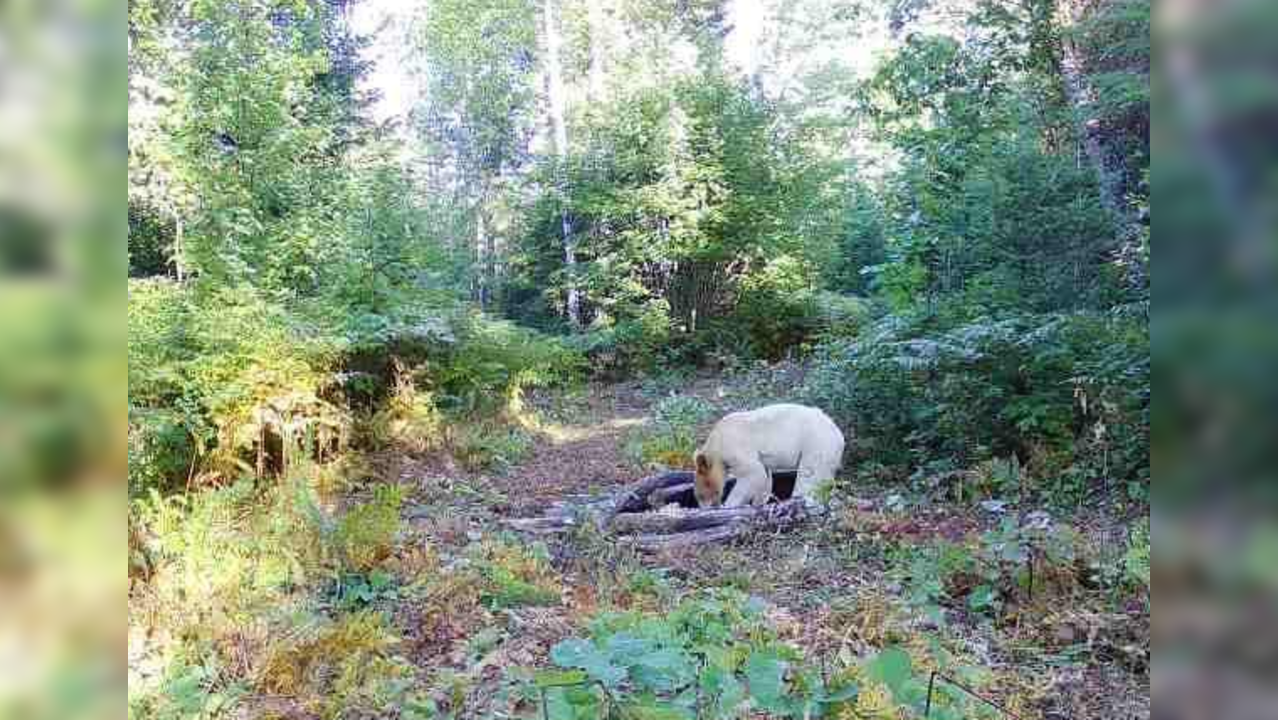 'One in a million', extremely elusive white 'spirit bear' gets captured ...