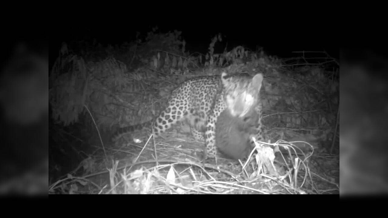 Viral video: Rare footage of moment mama leopard returns to pick up cub ...
