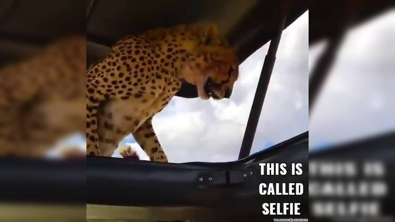 Viral video: Man clicks selfie with cheetah after it jumps on safari ...