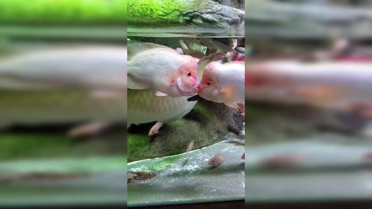 Viral video: Fish kiss each other in an aquarium, netizens in aww ...