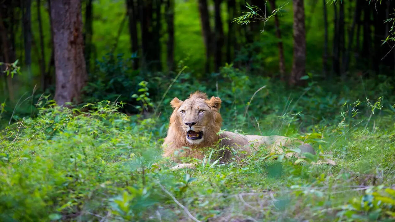 LionGBT: Male lions in Gujarat observed indulging in PDA | Times Now