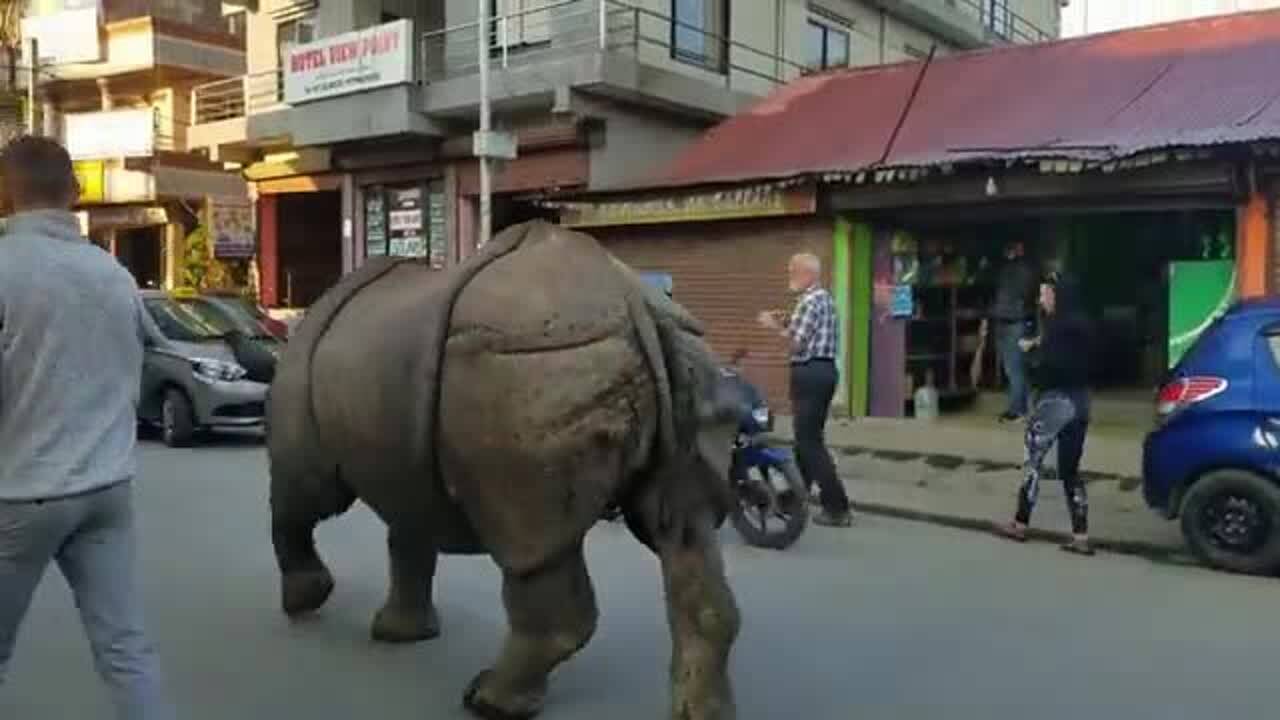 One-horned rhino's lazy stroll through open road captivates locals in ...