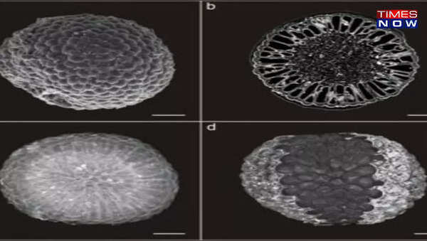 Paleontologists find a 541 million-year-old Algae fossil that precedes ...